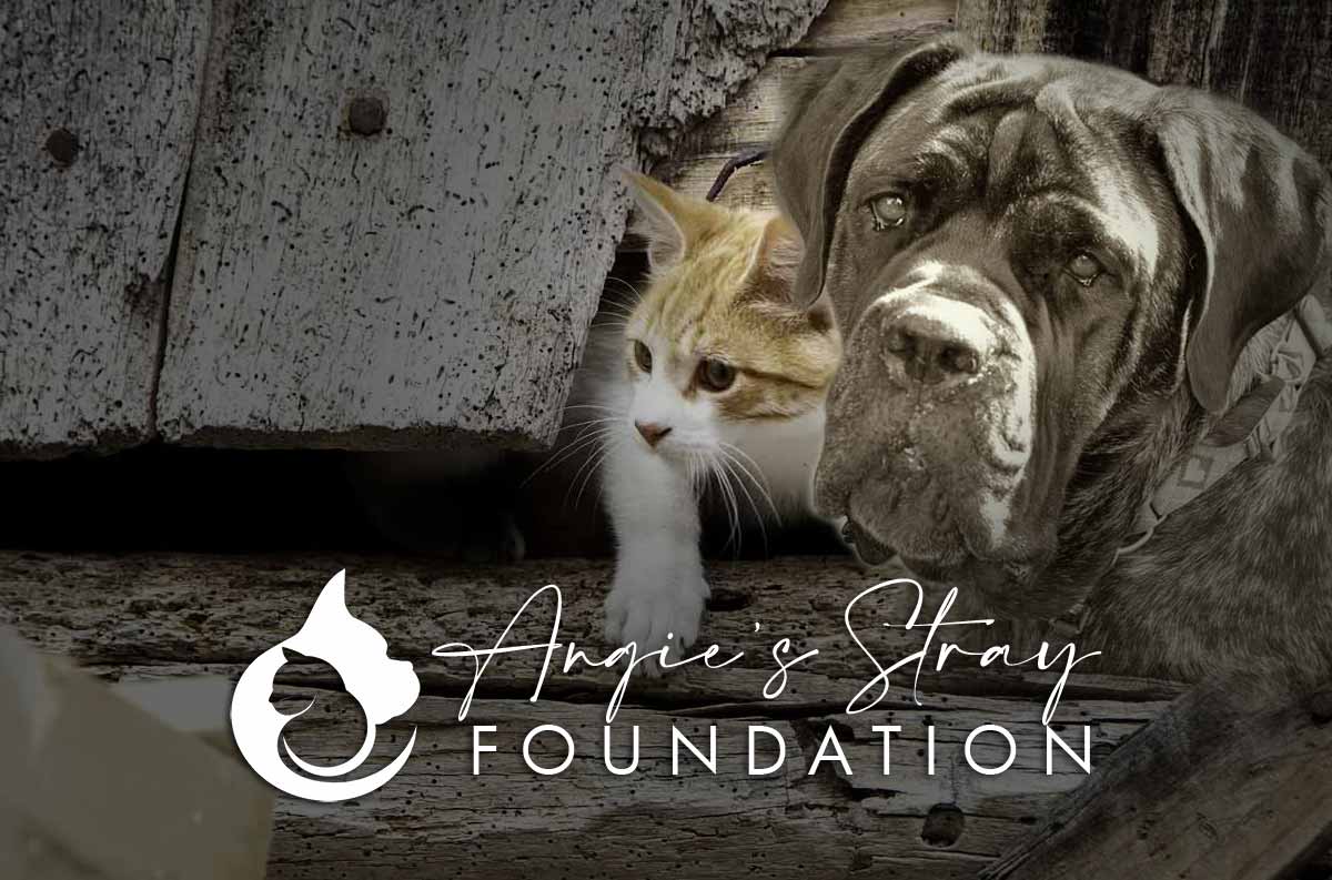 Owner Surrender to Angie's Stray Foundation