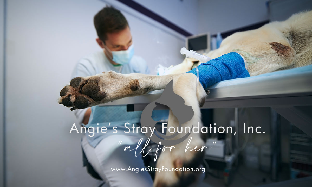 Quick Links to Support Angie's Stray Foundation, Inc.